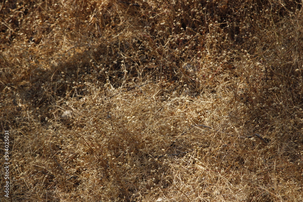 Beautiful Chinkara animal at mayureshwar wildlife sanctuary. Wall ...