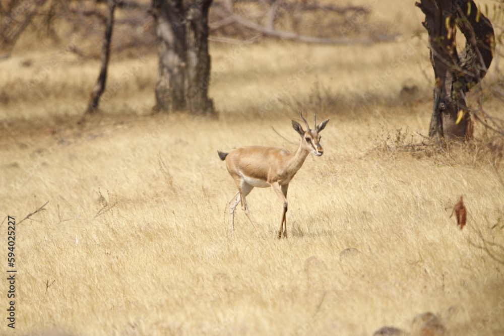 Beautiful Chinkara animal at mayureshwar wildlife sanctuary. Wall ...