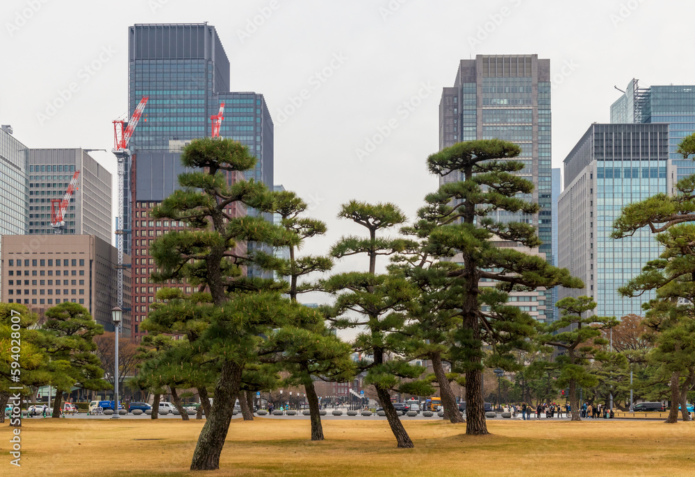 Tokyo Cityscape and Pine Trees in the Kokyo Gaien (Imperial Palace ...