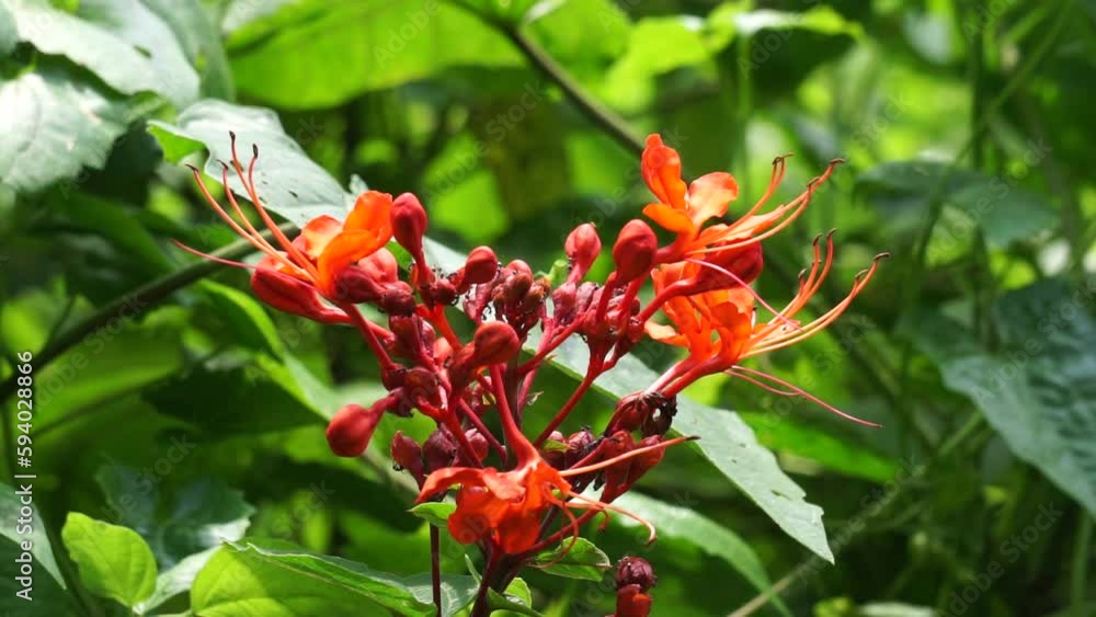 Clerodendrum speciosissimum (Also called bunga merah, kemena-mena, java ...