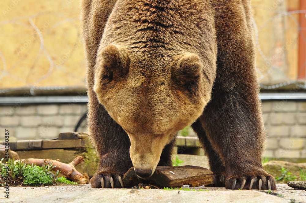 Animals are a traditionally (since the time of Aristotle) distinguished ...