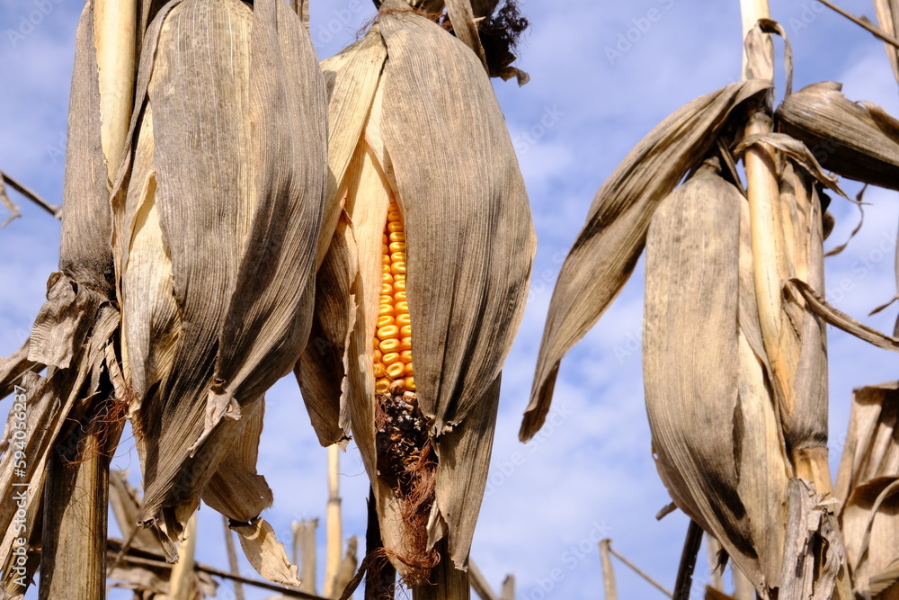 Corn in the skin. Old kachan with grains in the field. Unharvested crop ...
