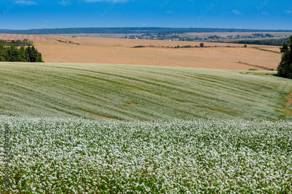 Huge farm fields on the hills are separated by forest strips. A ...