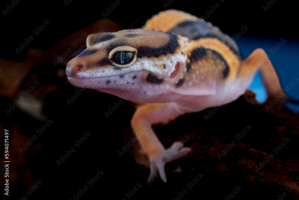 The leopard gecko or common leopard gecko, Eublepharis macularius is a ...