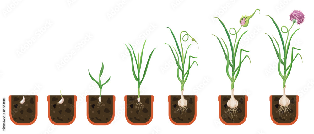 Garlic growth cycle. Growing bulbous vegetables in pot. The process of ...