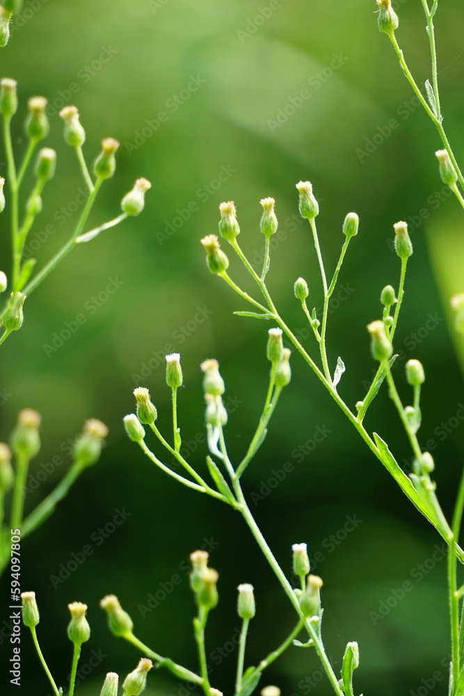 Foto de Green jelantir (Also called erigeron bonariensis, monyenyen ...