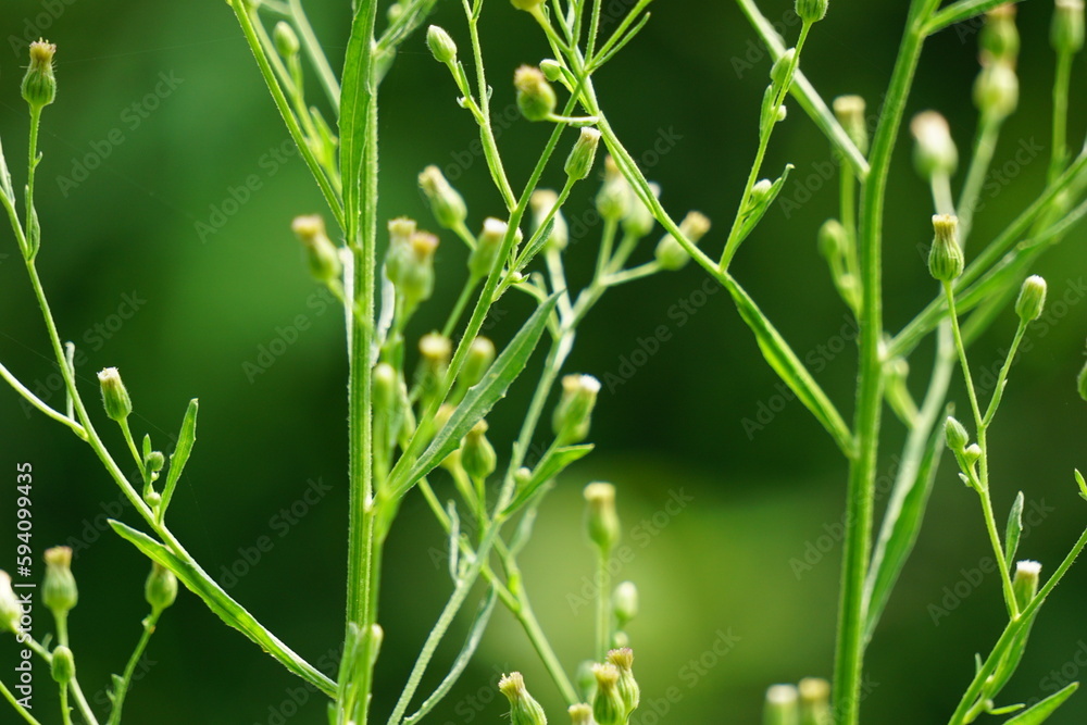 Green jelantir (Also called erigeron bonariensis, monyenyen, erigeron ...