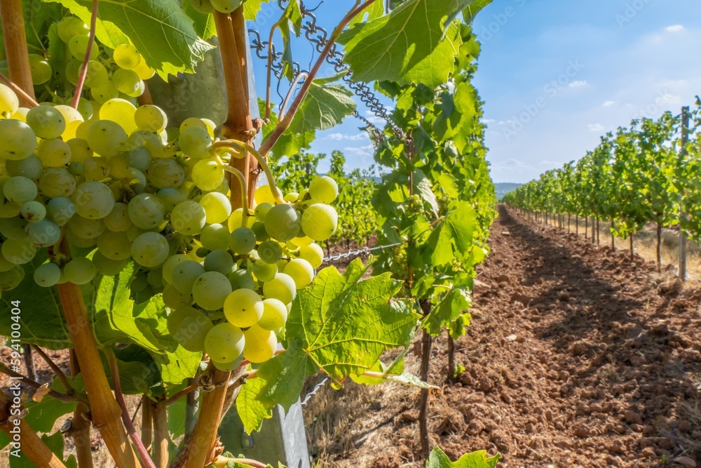 Detailaufnahme von grünen Weintrauben an Rebstöcken an der Mosel ...