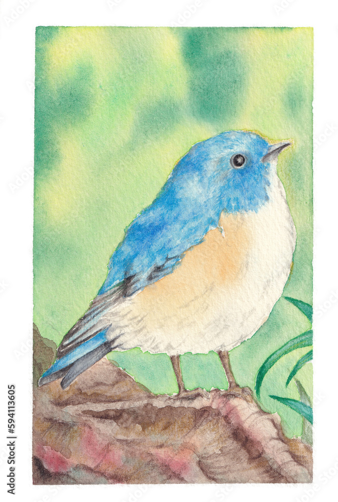 hand painted watercolor illustration of blue robin bird Stock Photo ...