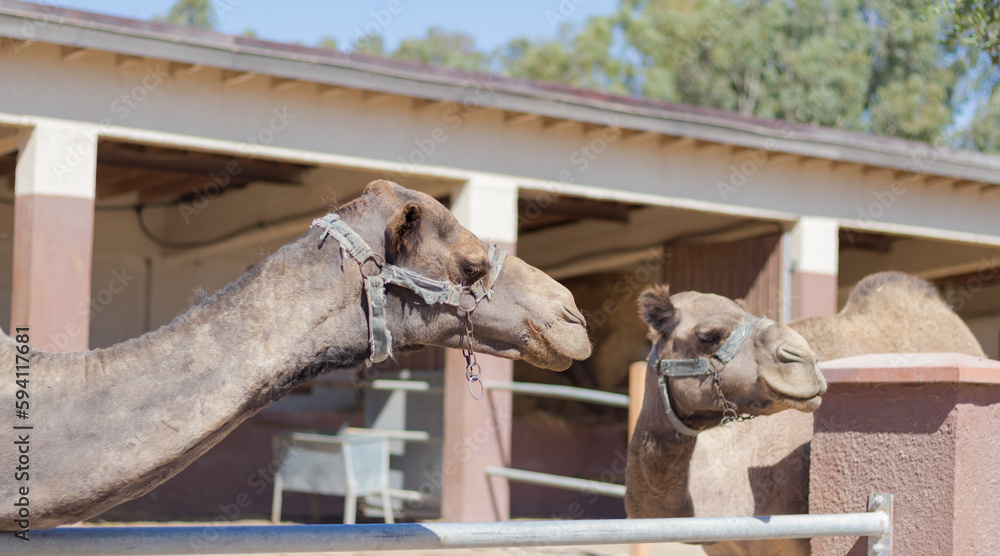 A camel in a pen in clear weather. zoo with wild animals. the face of a ...