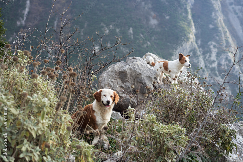 two red-white dogs against the backdrop of mountains in the park. Pet ...