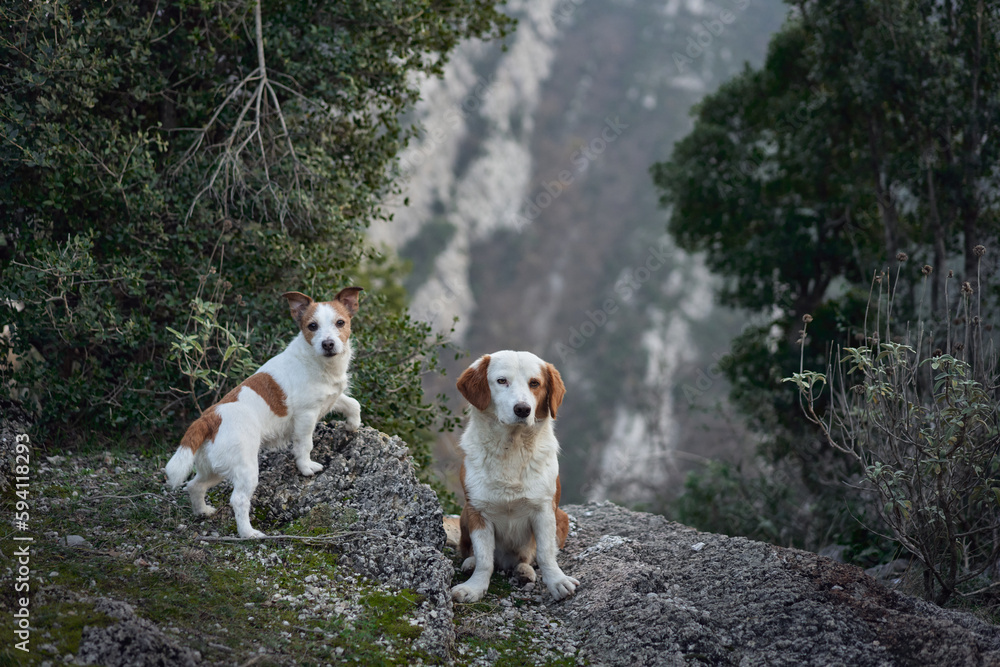 two red-white dogs against the backdrop of mountains in the park. Pet ...