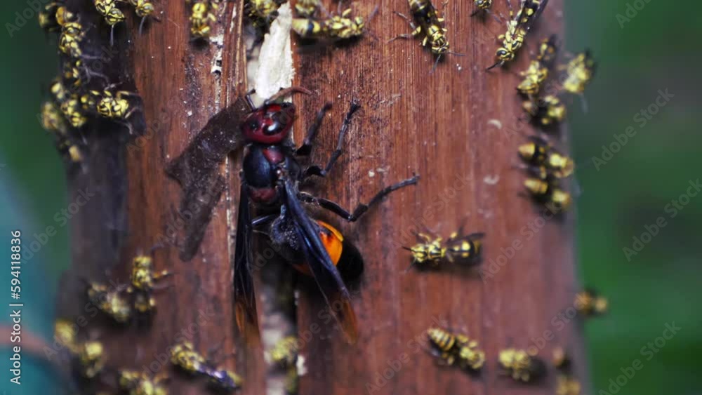 Closeup scene on giant hornet invade small paper wasp nest at gap point ...