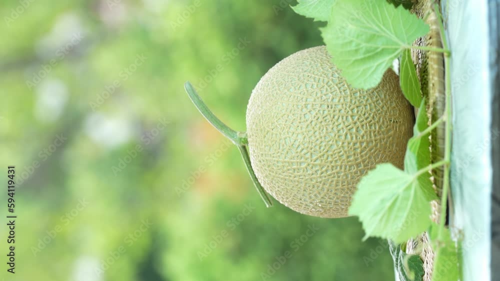 Green Crown Musk Melon on blurred greenery background, Cantaloupe Crown Melon fruit in Bamboo ...