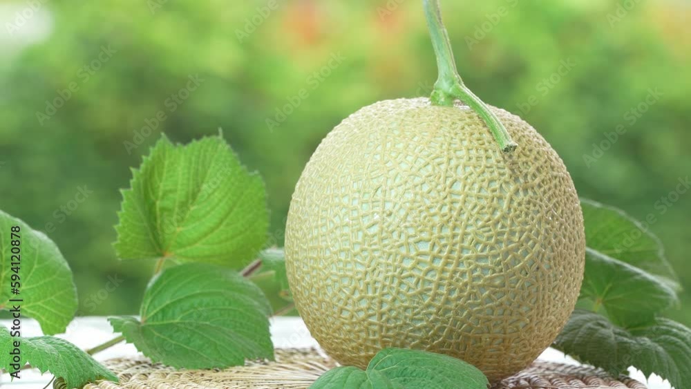 Green Crown Musk Melon on blurred greenery background, Cantaloupe Crown ...