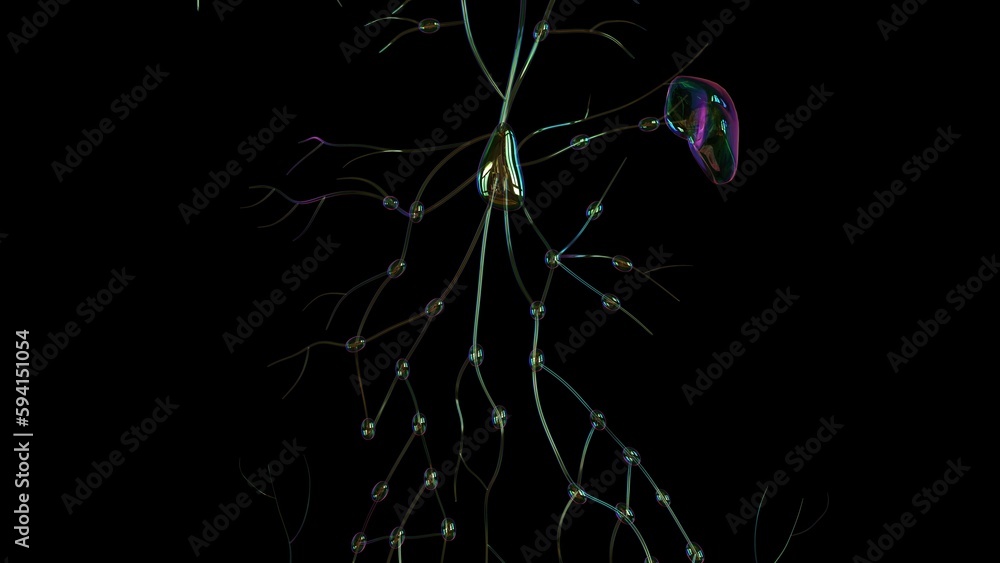 Human lymph nodes anatomy for medical concept 3D rendering Stock ...