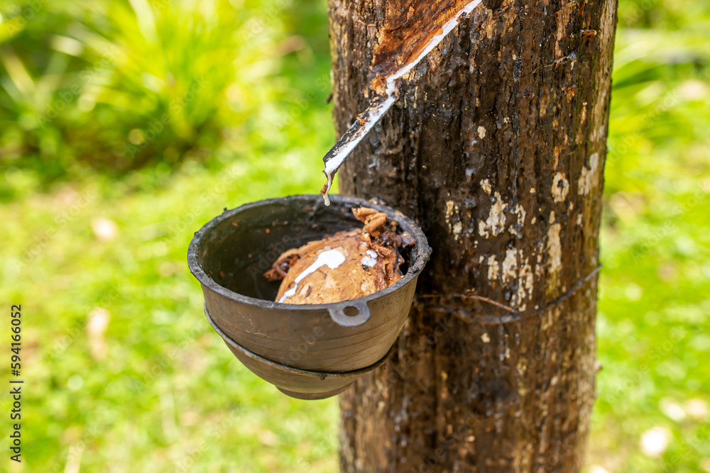 Milky latex extracted from the rubber tree Hevea Brasiliensis as a ...