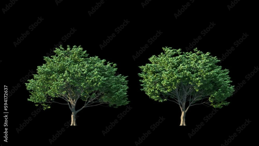 Growing trees isolated with alpha.3D animation growth grow from small ...