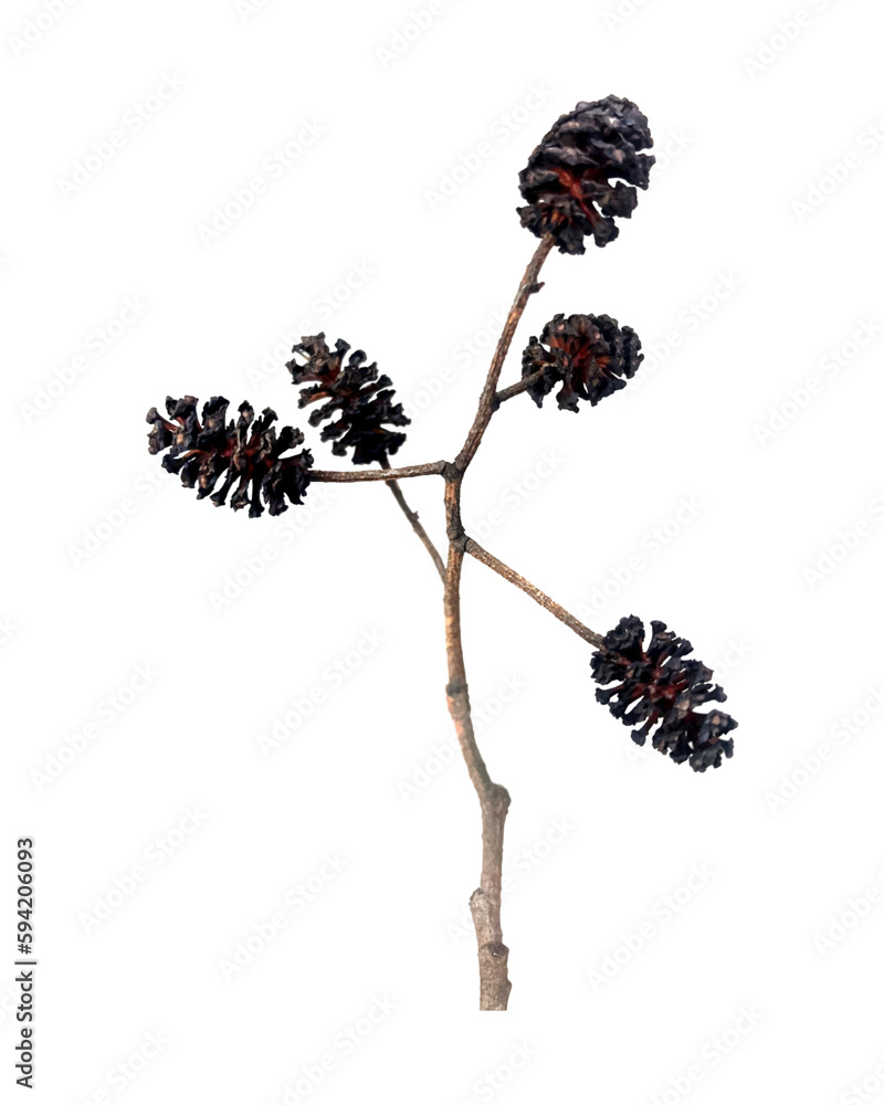 Black alder cones. Branch of black alder Alnus glutinosa, with mature ...