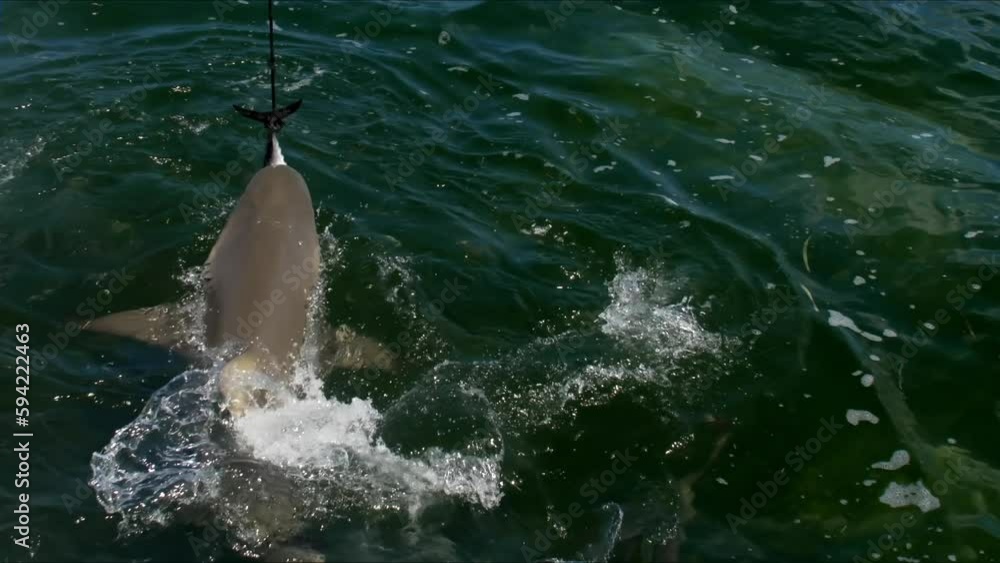 Sharks swarm around fish tail danged in ocean water, bites and rips to ...