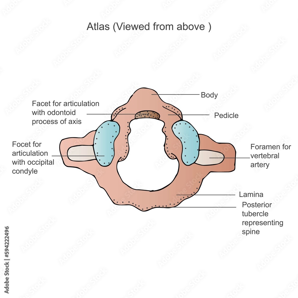 First Cervical Vertebra. Atlas C1. Anterior,The atlas vertebra is one ...