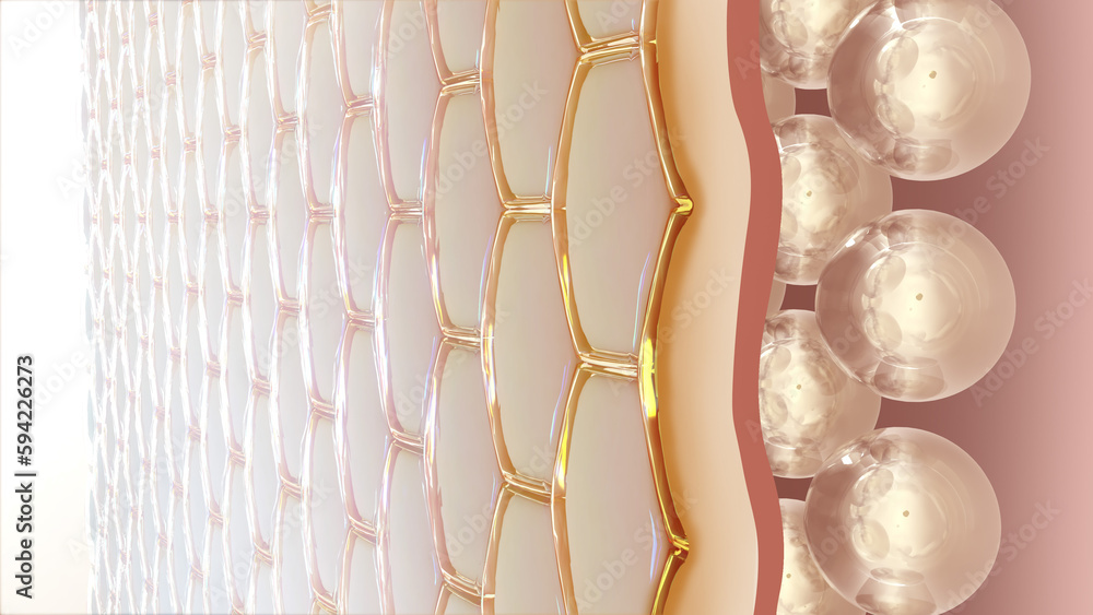 Comparison Layers of skin are used as backgrounds for 3D skin care ...