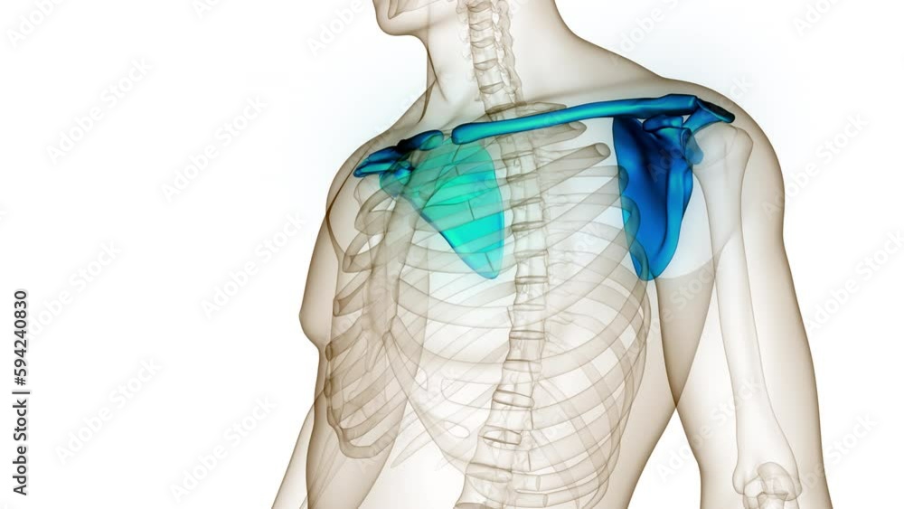 Human Skeleton System Pectoral (Shoulder) Girdle Bone Joints Anatomy ...