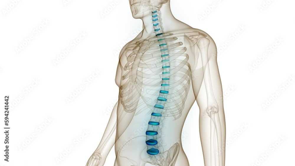 Spinal Cord Vertebral Column Discs of Human Skeleton System Anatomy ...