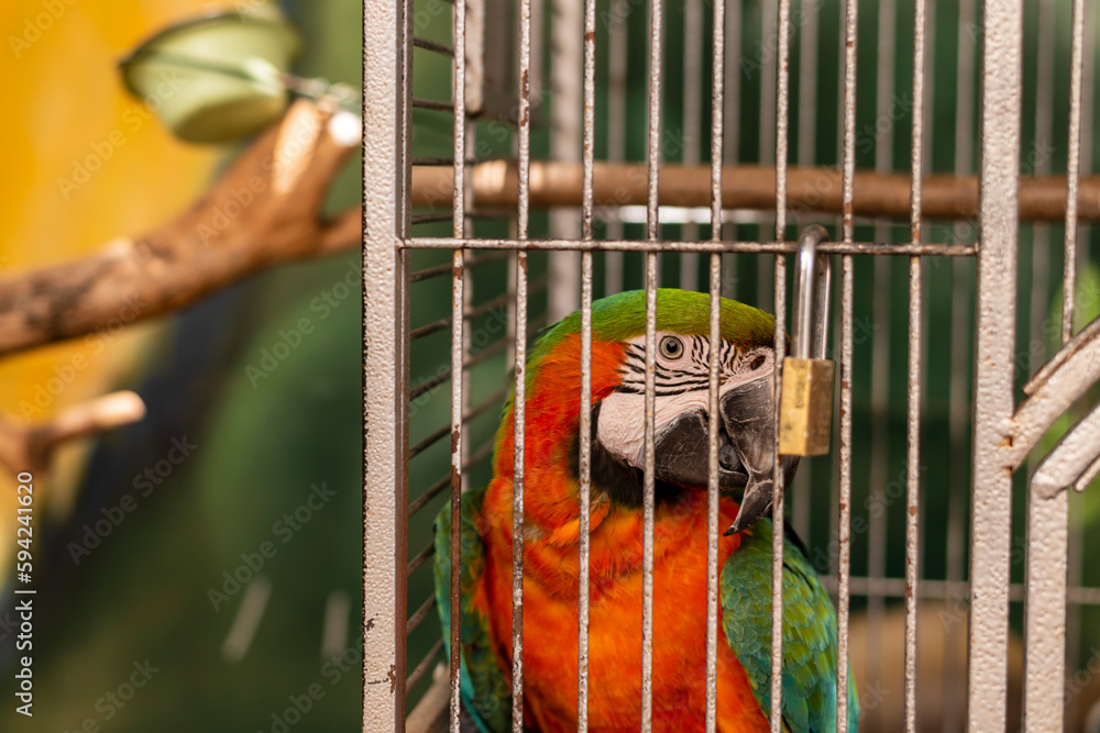 Multi-colored macaw parrot with a huge beak in an iron cage Stock Photo ... Multi-colored macaw parrot with a huge beak in an iron cage Stock Photo ...