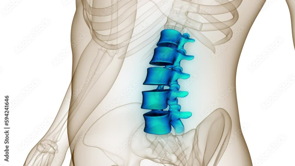 Spinal Cord Vertebral Column Lumbar Vertebrae of Human Skeleton System ...