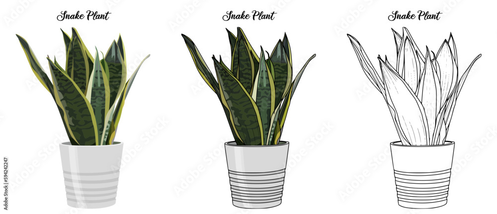 snake plant house plant hand drawn illustration coloring book botanical ...