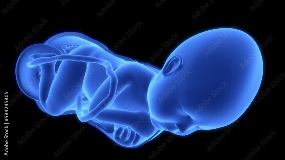 Labor and Vaginal birth Anatomy Animation Concept Stock Video | Adobe Stock