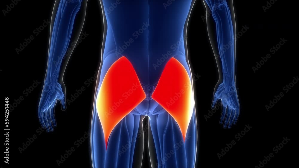 Human Muscular System Leg Muscles Gluteus Maximus Muscle Anatomy ...