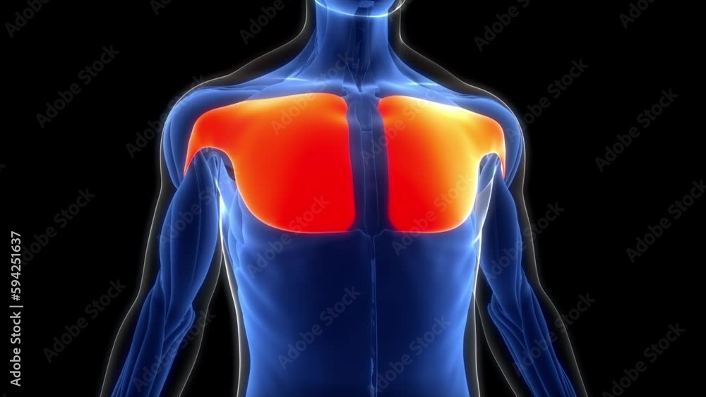 Human Muscular System Torso Muscles Pectoral Muscles Anatomy Animation ...
