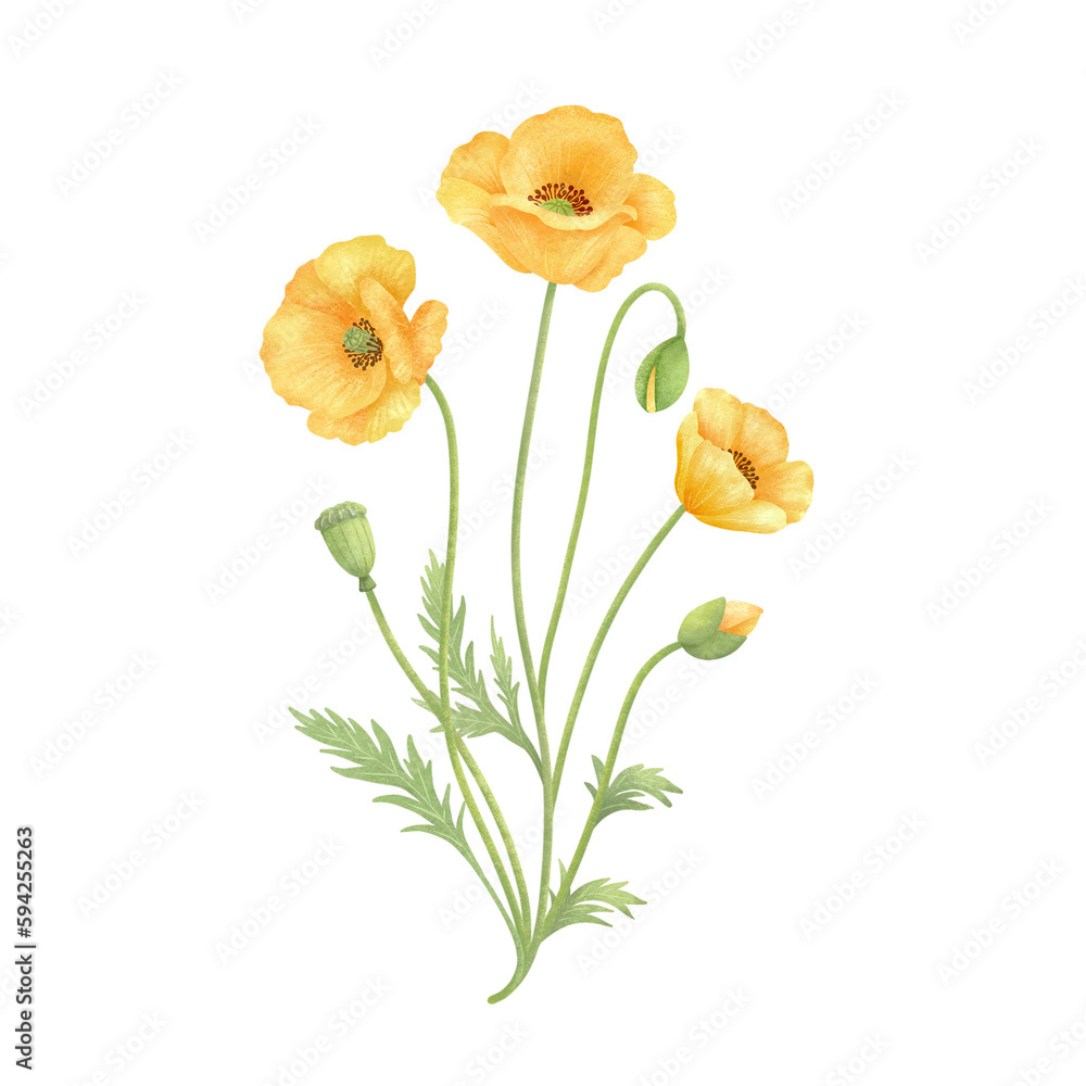 水彩風のきれいな黄色のポピーの花 Stock Illustration Adobe Stock