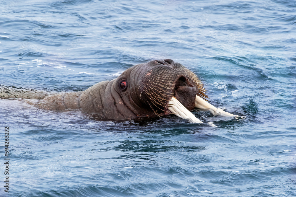 Adult walrus, Odobenus rosmarus, swimming in the Arctic Ocean off the ...