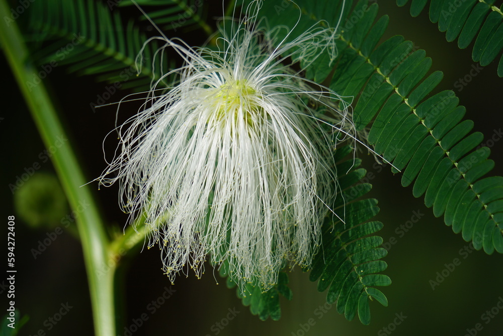 Kaliandra putih (Calliandra tetragona, Zapoteca tetragona) flower ...