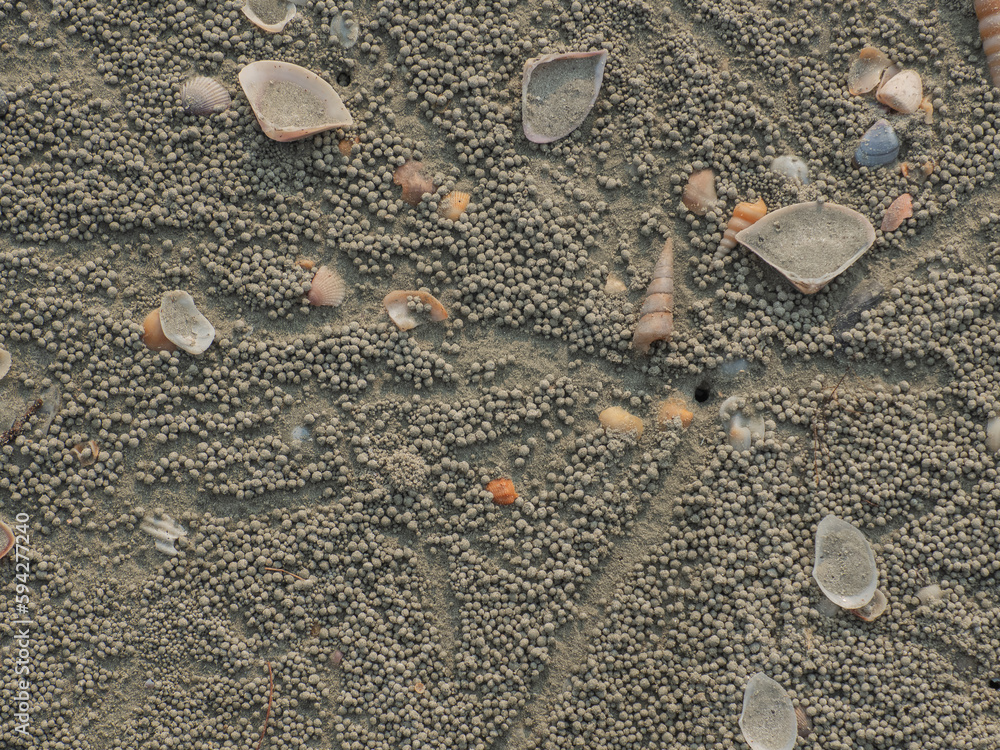 Shells on the beach, Ghost Crabs and Sand Cubes, their poop. On a sandy ...