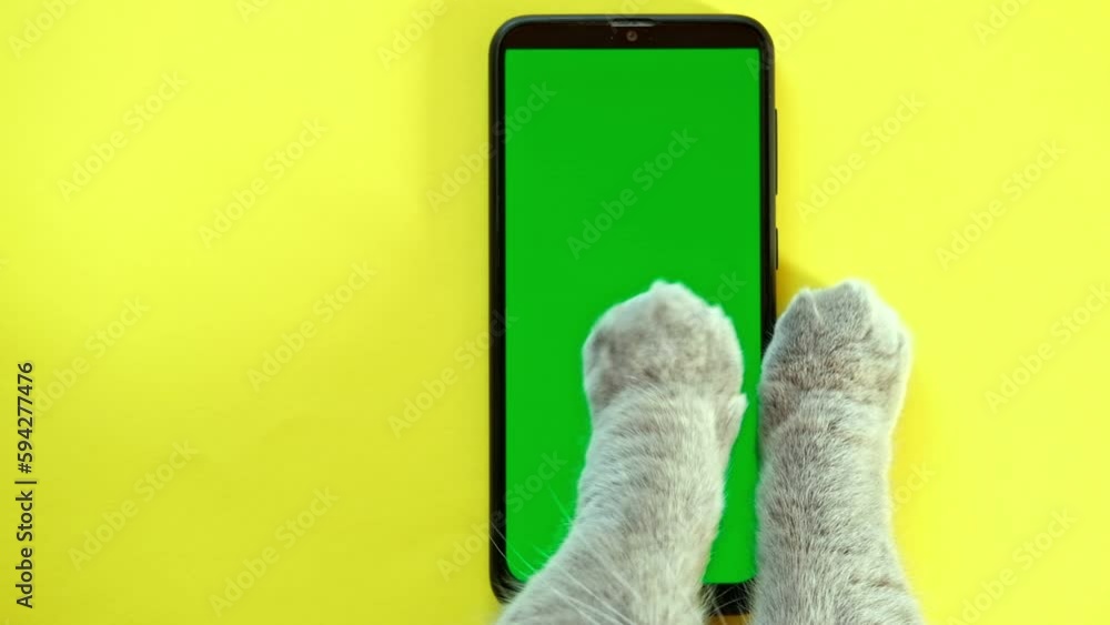 Cat paw touching, clicking, tapping and swiping phone with chromakey ...