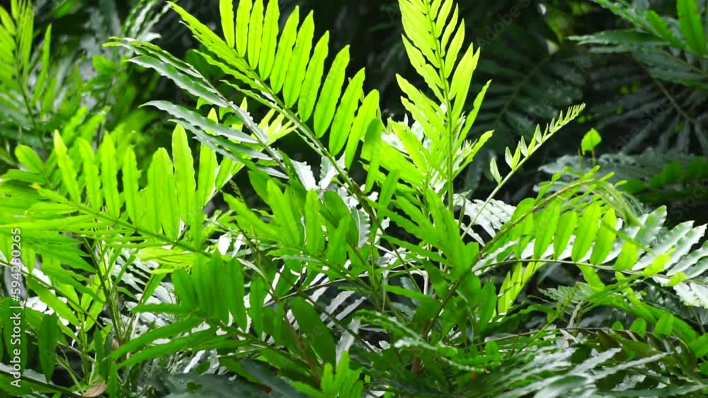 Filicium decipiens (Also called ferntree, fern tree, fern leaf tree ...