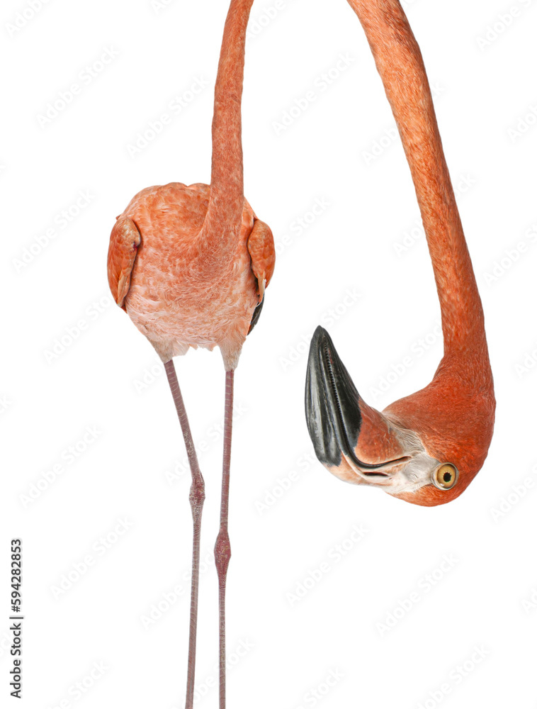 Portrait of a funny and cute American Flamingo upside down; head down ...