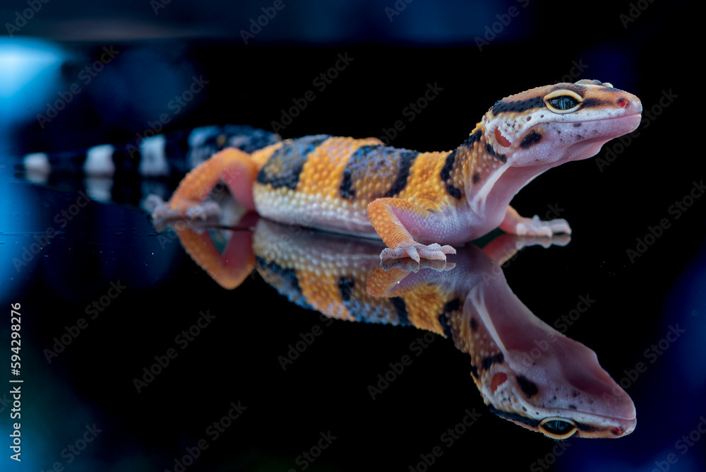 The leopard gecko or common leopard gecko, Eublepharis macularius is a ...