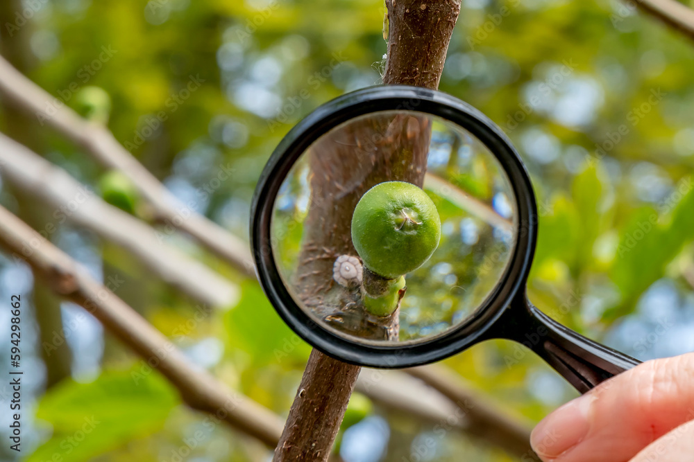 Foto de A female hand with a magnifying glass focuses on a small fig ...