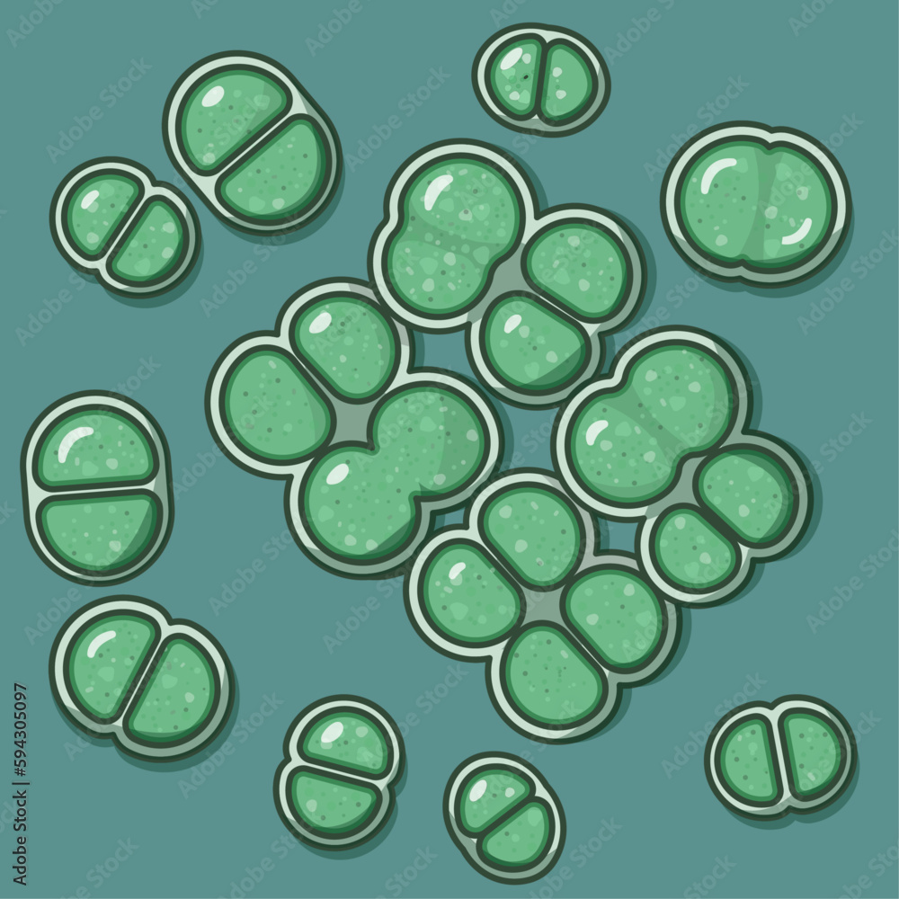 Chroococcus is a photosynthetic cyanobacteria found in freshwater and ...