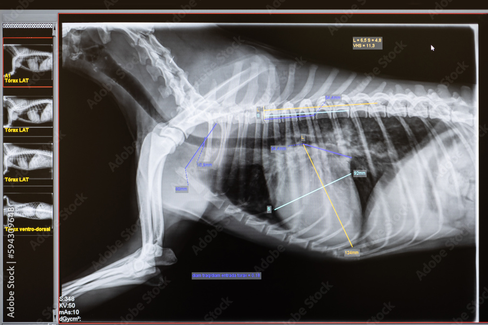X-ray image of a dog Stock Photo | Adobe Stock