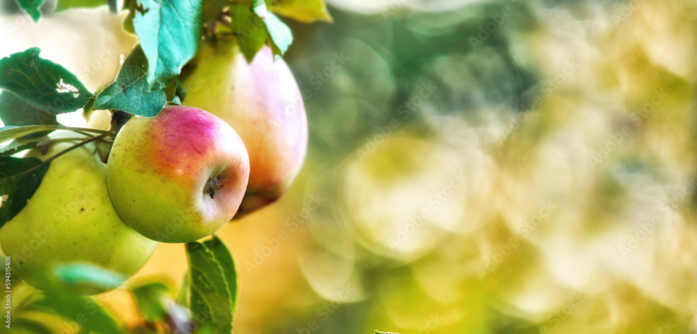 Apples in outdoor setting. A photo of taste and beautiful apples. Stock ...