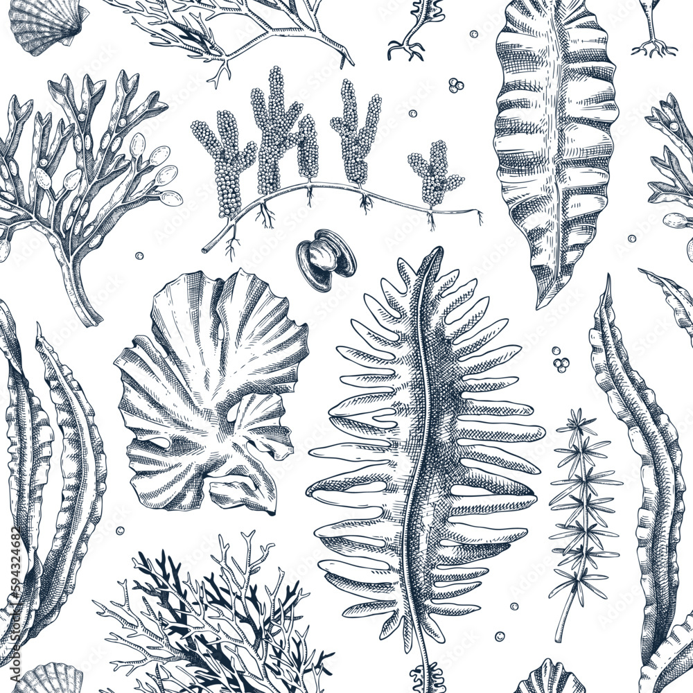 Edible seaweed seamless pattern. Hand-drawn sea vegetables - kelp ...
