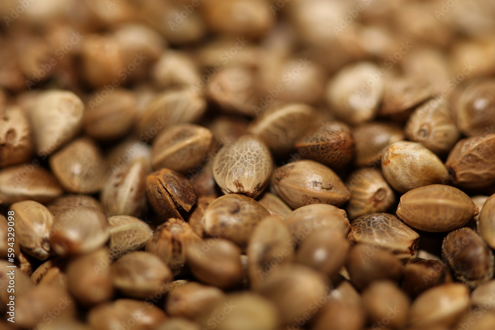 Cannabis seeds close up modern background high quality botanical ...