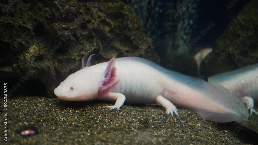 Axolotl, Mexican walking fish, salamander, tiger salamander. A pink ...