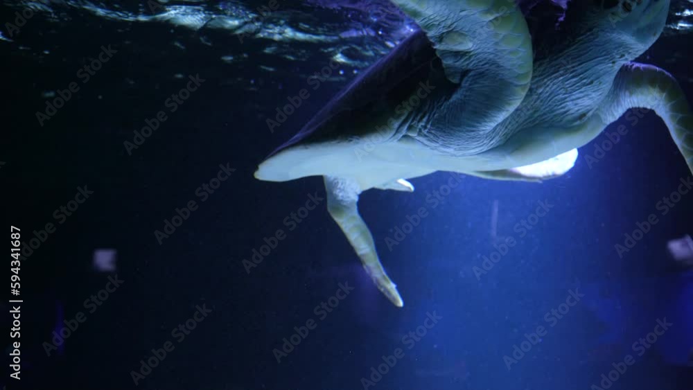 Wild animal of the ocean. Marine tropical life in shallow water. A ...